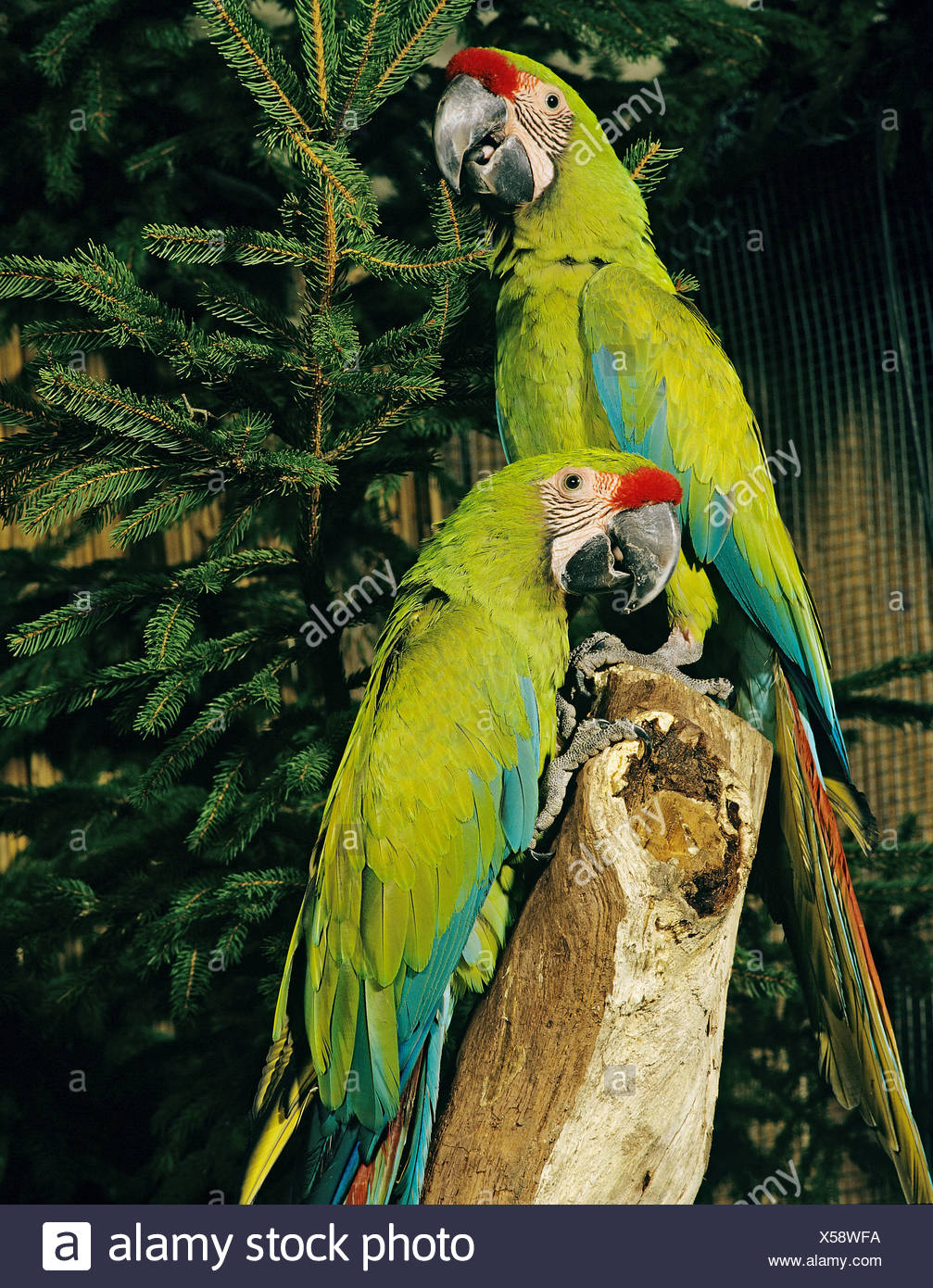 Buffons High Resolution Stock Photography and Images - Alamy