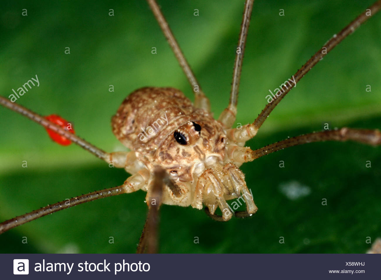 Opiliones High Resolution Stock Photography and Images - Alamy