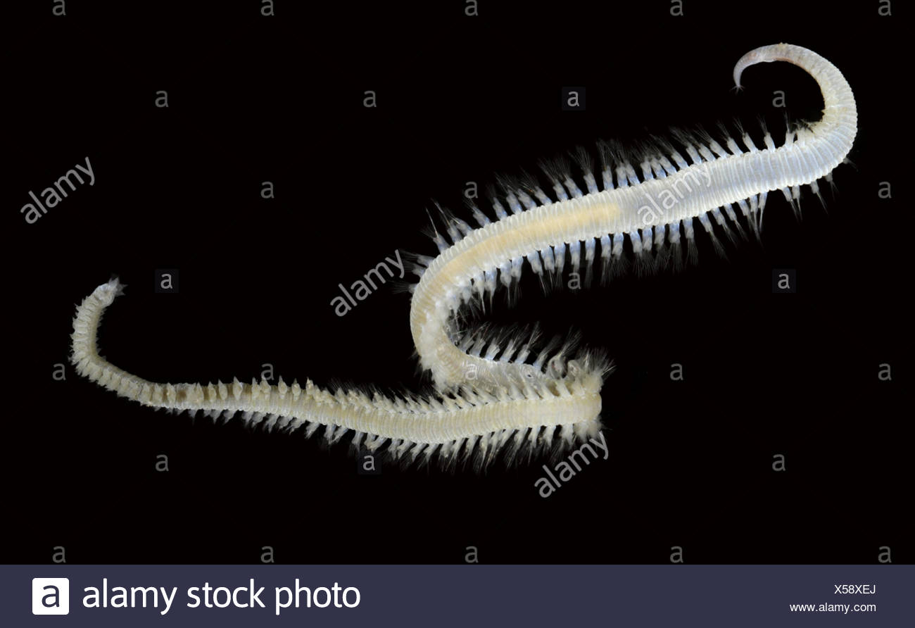 Glycera Alba High Resolution Stock Photography and Images - Alamy
