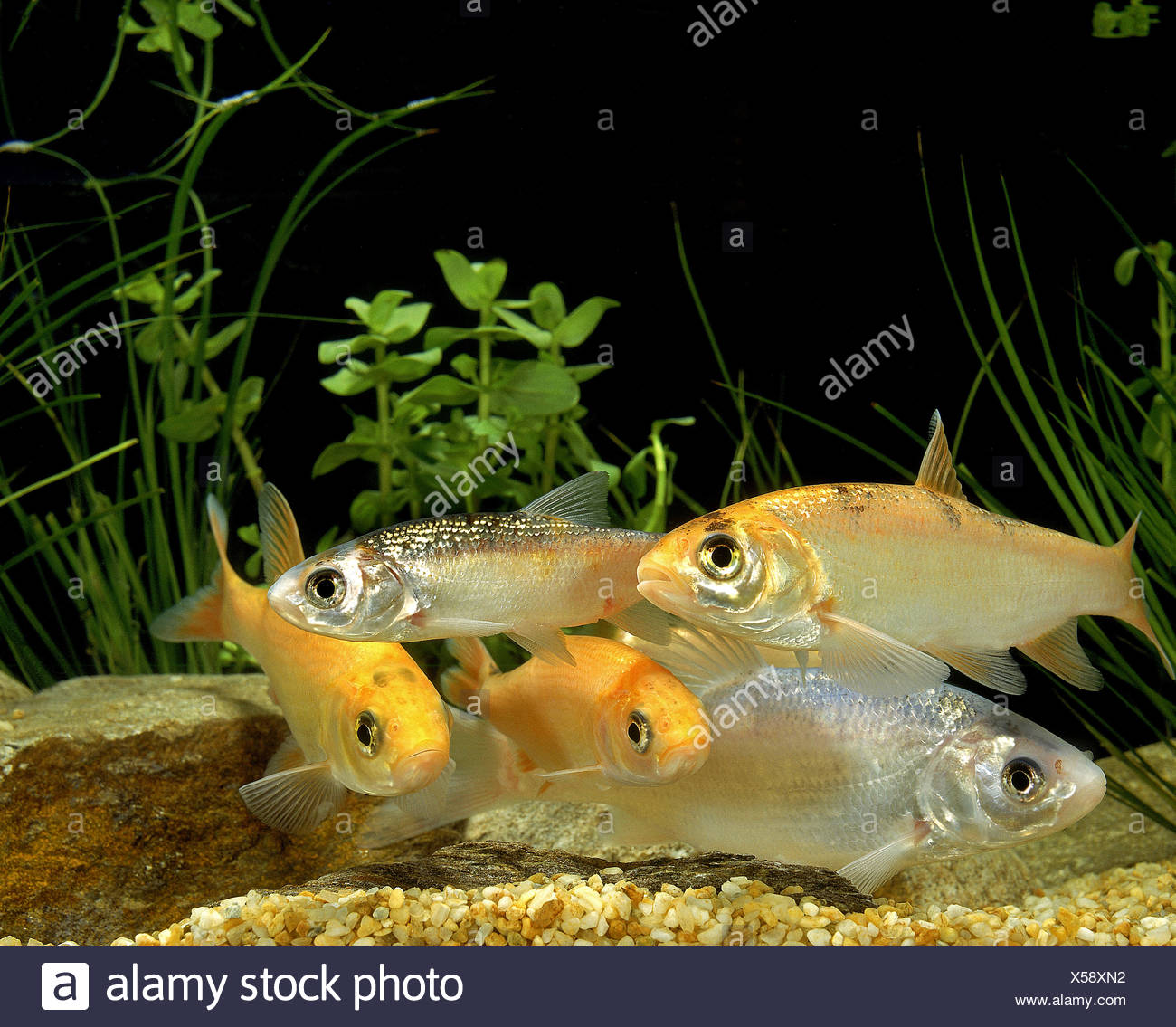 Orfe High Resolution Stock Photography and Images - Alamy