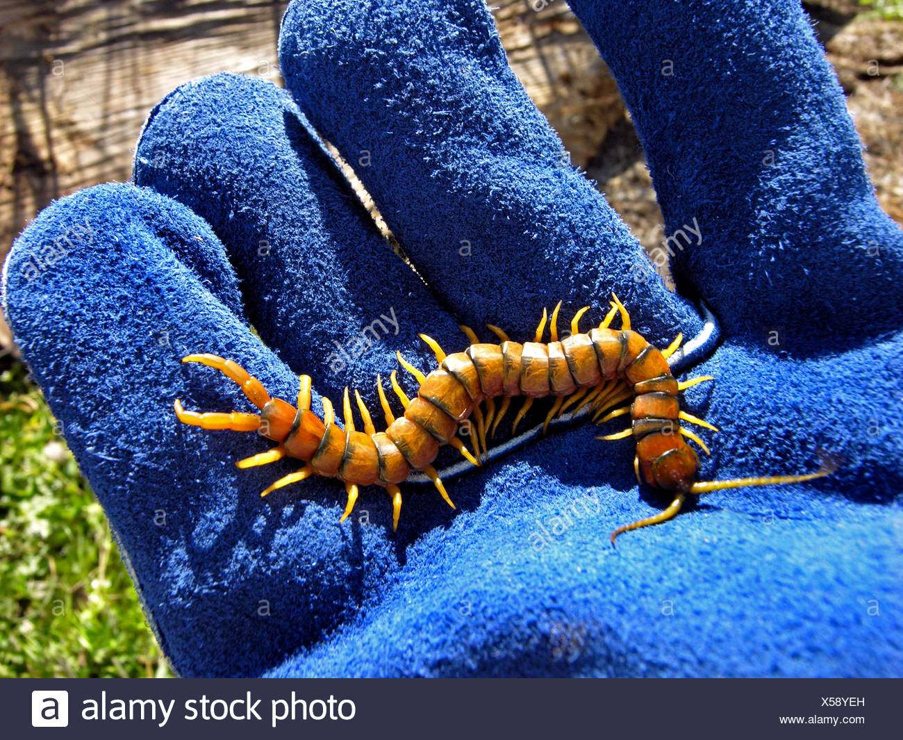 Megarian Banded Centipede Scolopendra Cingulata High Resolution Stock Photography and Images - Alamy