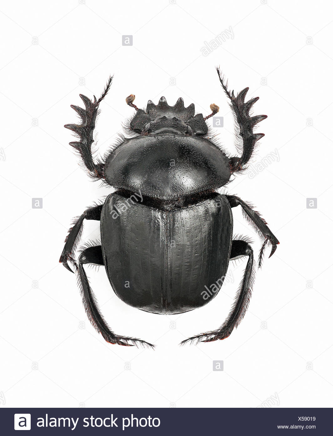 Scarabeus Beetle Stock Photos & Scarabeus Beetle Stock Images - Alamy