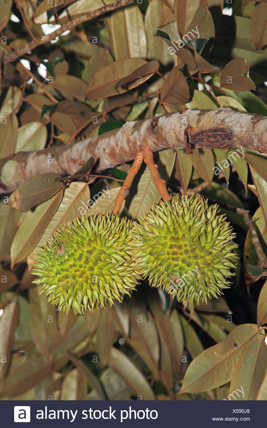 Durio Zibethinus High Resolution Stock Photography and Images - Alamy