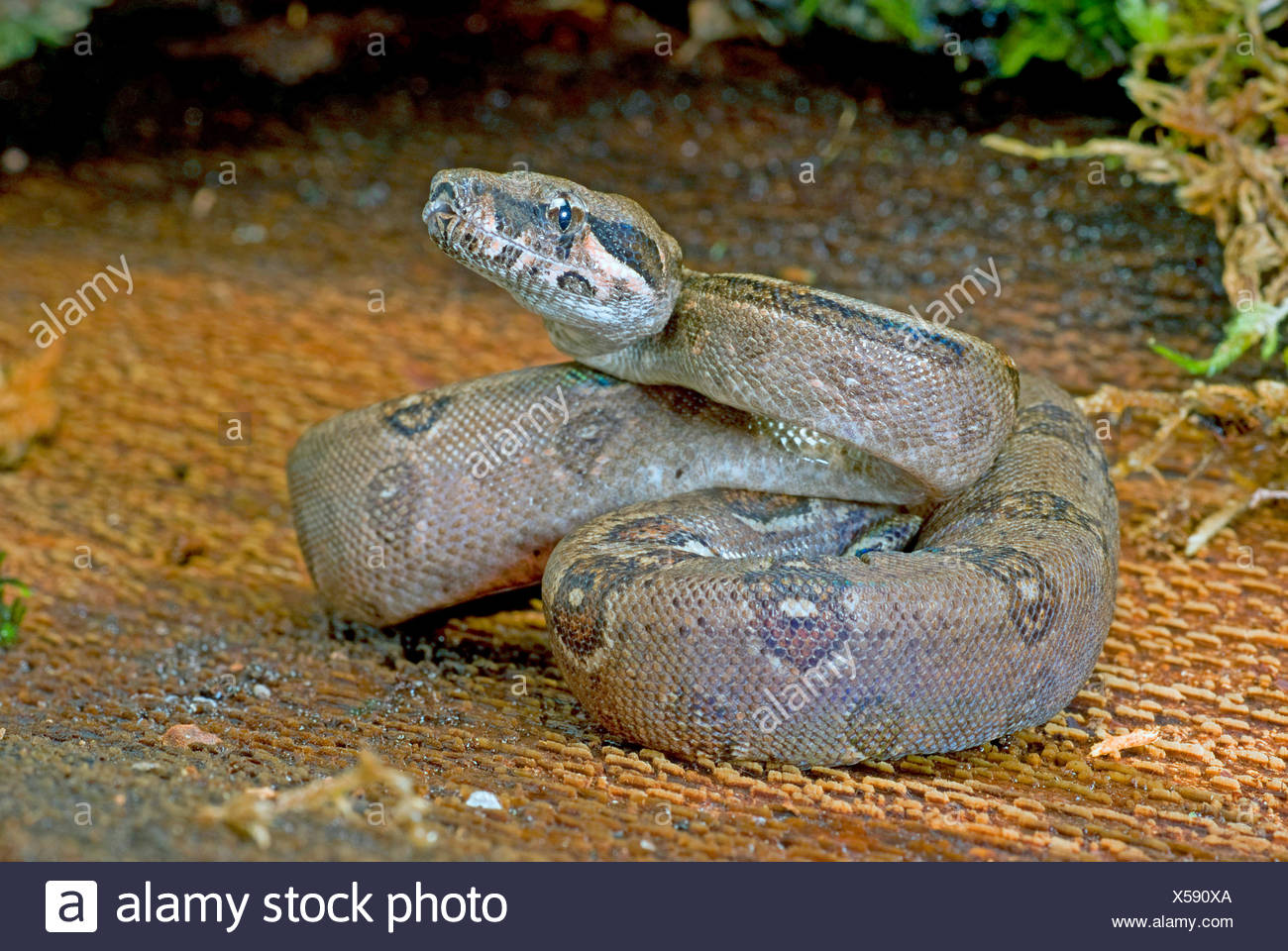 Red Tailed Boa Constrictor High Resolution Stock Photography and Images ...