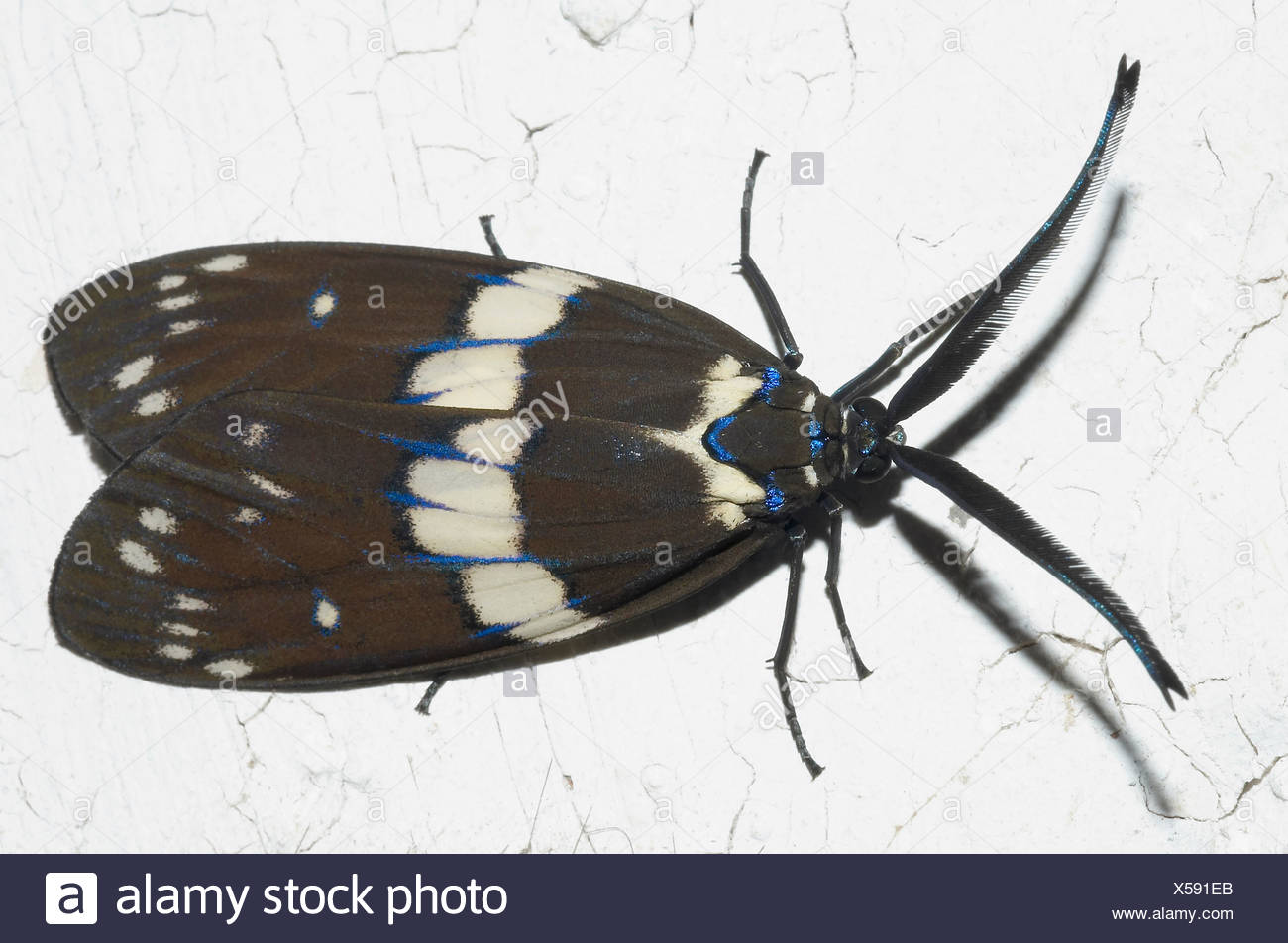 Moth Feathery Antennae Stock Photos & Moth Feathery Antennae Stock ...