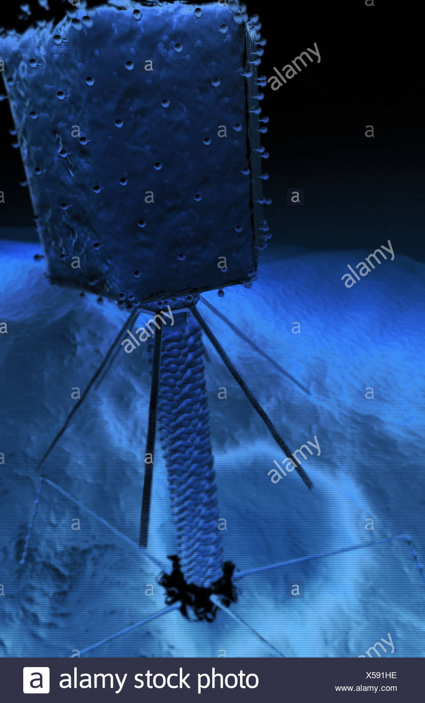 Enterobacteria Phage High Resolution Stock Photography and Images - Alamy