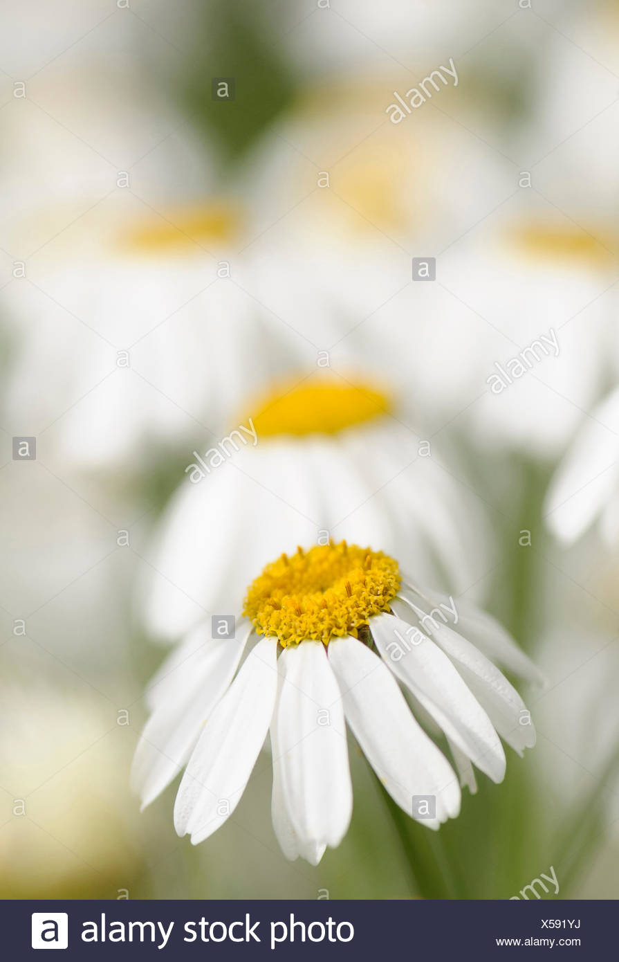 Chrysanthemum Cinerariifolium High Resolution Stock Photography and ...