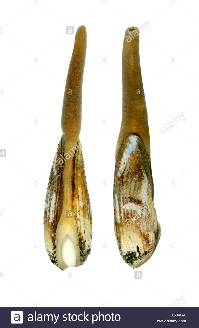 White Bivalve High Resolution Stock Photography and Images - Alamy