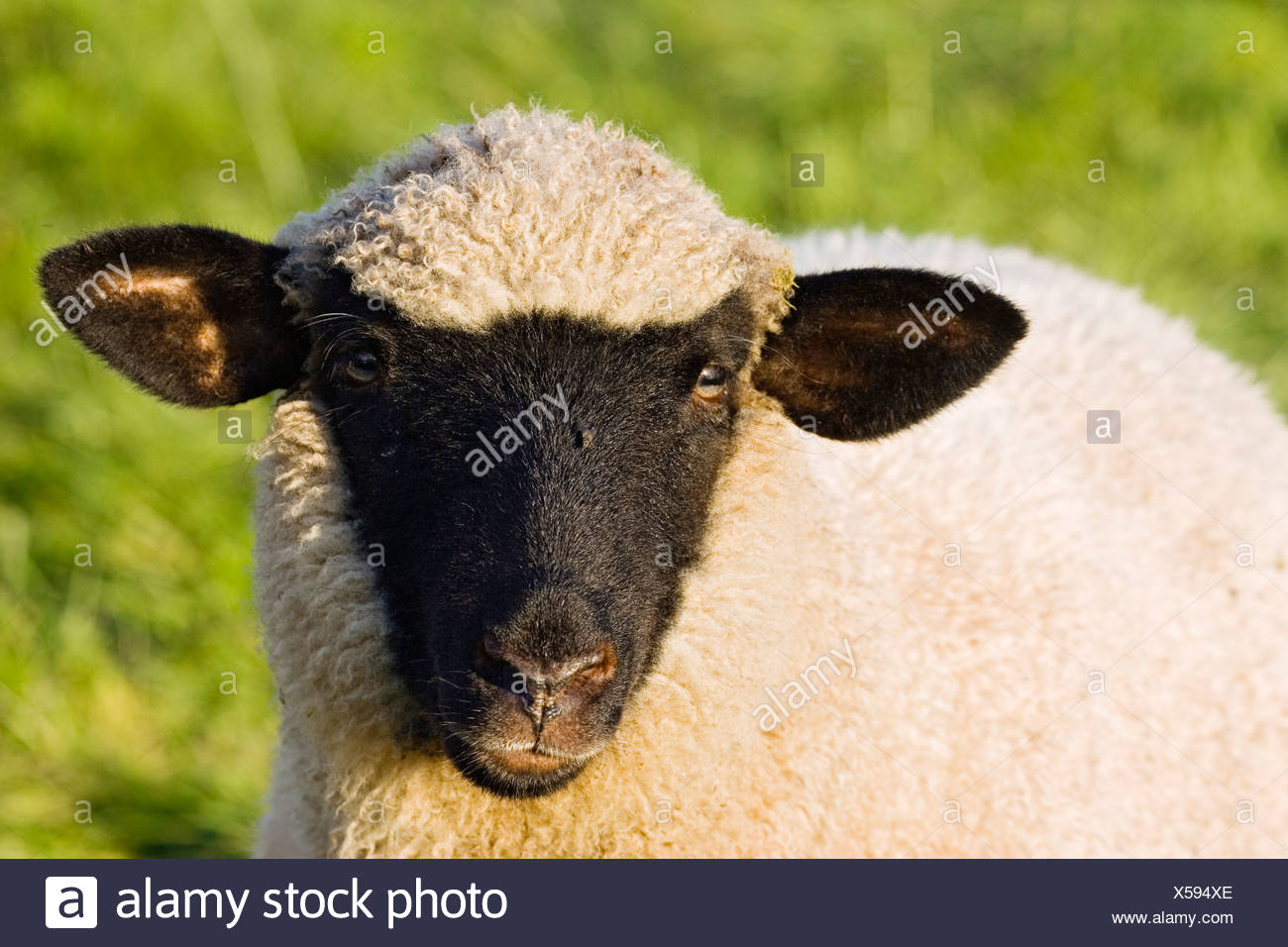 Black Headed Sheep Stock Photos & Black Headed Sheep Stock Images - Alamy