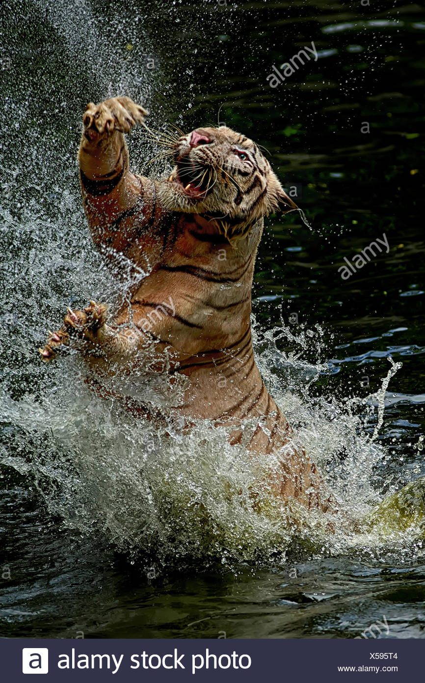 Catch Capital High Resolution Stock Photography and Images - Alamy