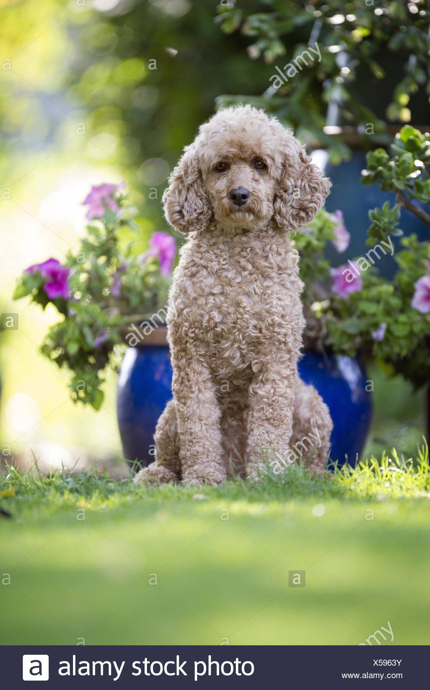 Standard Poodle High Resolution Stock Photography and Images - Alamy