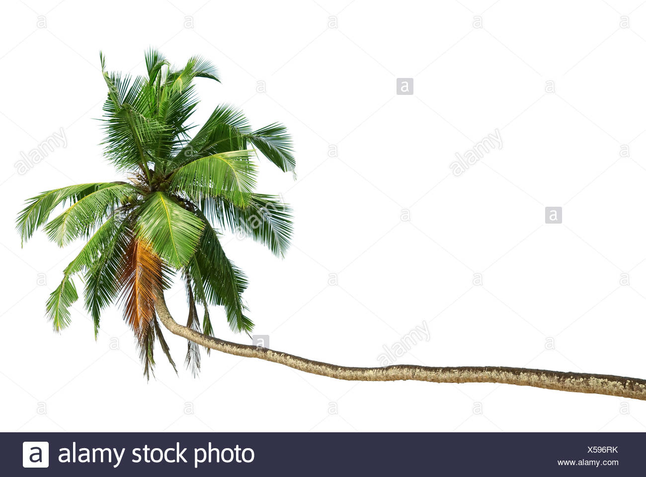 Bent Coconut Tree High Resolution Stock Photography and Images - Alamy