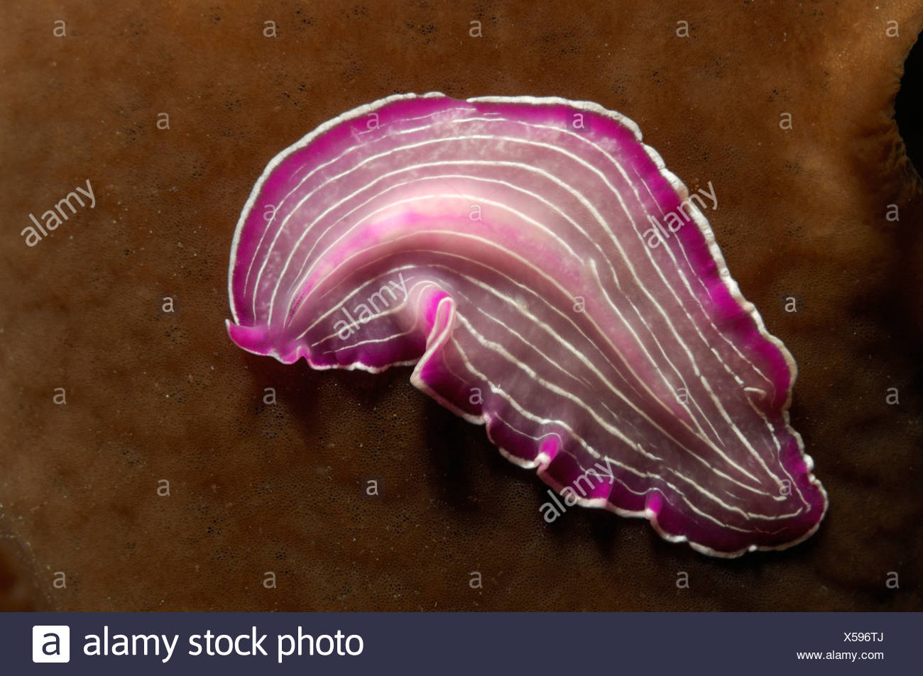Pink Sea Slug High Resolution Stock Photography and Images - Alamy