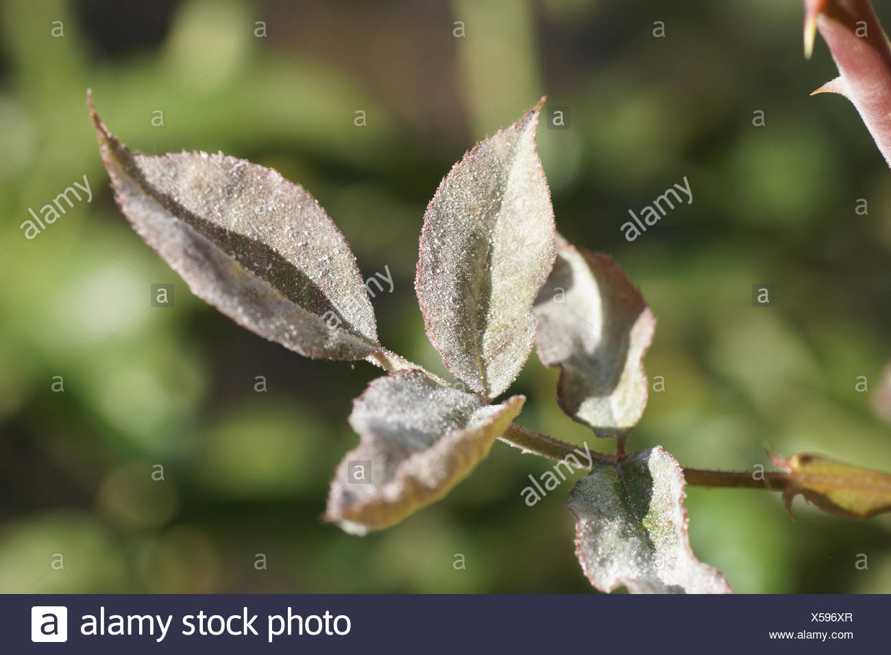 Rose Pests High Resolution Stock Photography and Images - Alamy