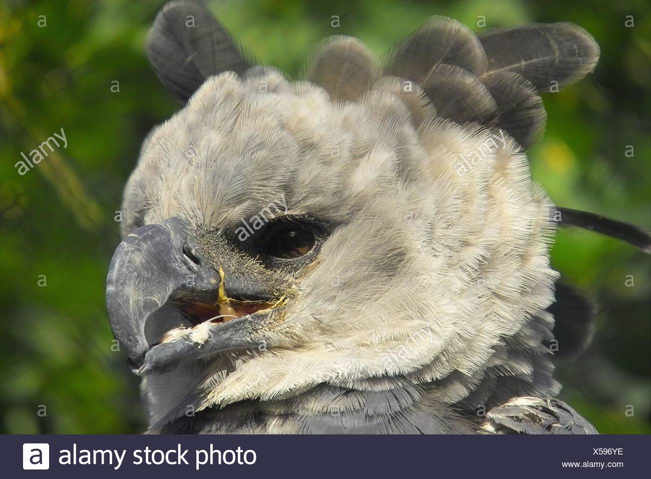 Harpy Eagle High Resolution Stock Photography and Images - Alamy