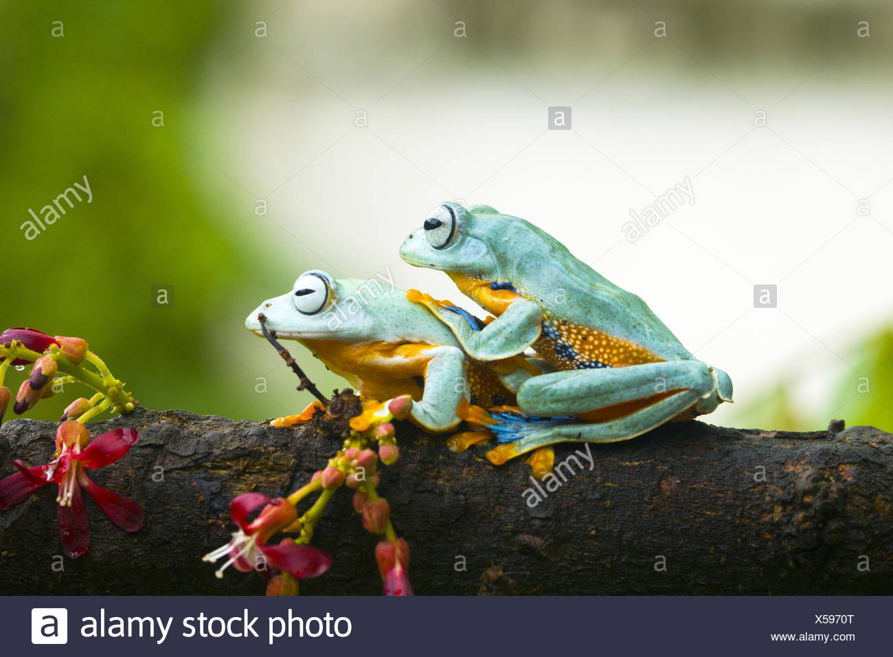 Two Tree Frogs On Branch High Resolution Stock Photography and Images ...