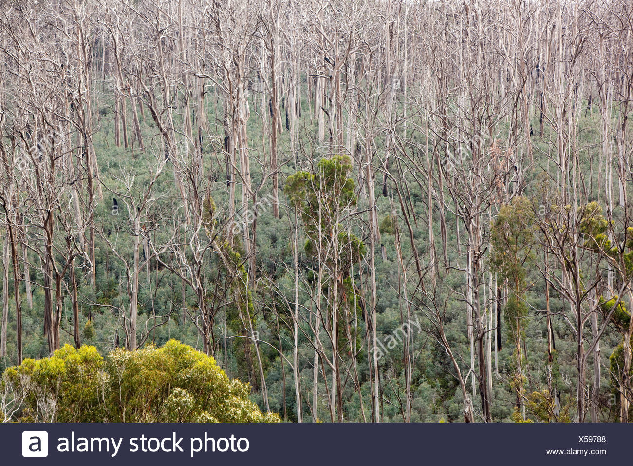 Eucalyptus Forest Fire Australia Stock Photos & Eucalyptus Forest Fire ...