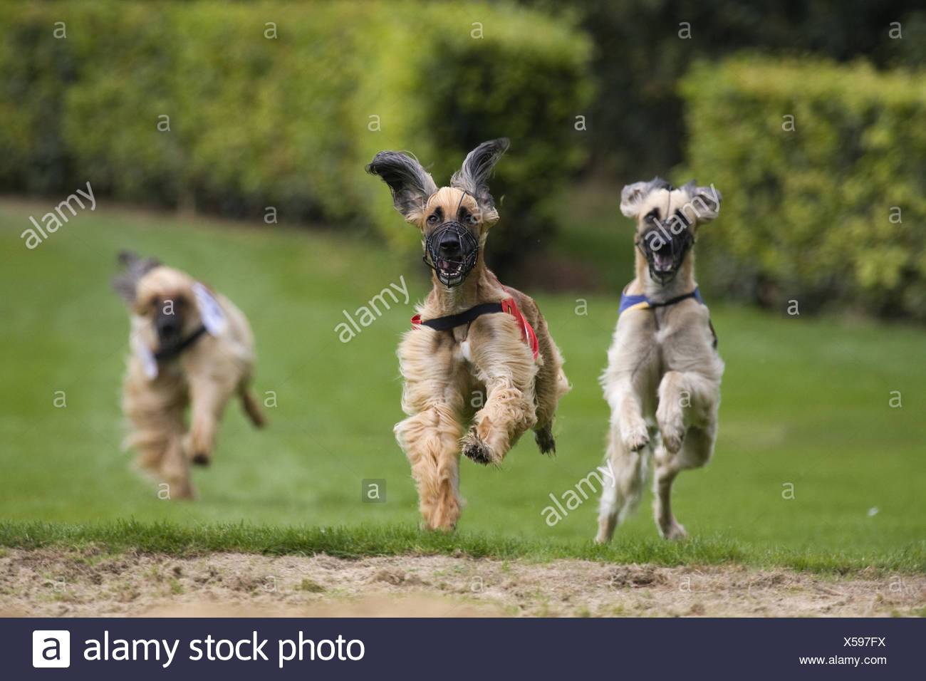 Afghan Hound Racing High Resolution Stock Photography and Images - Alamy
