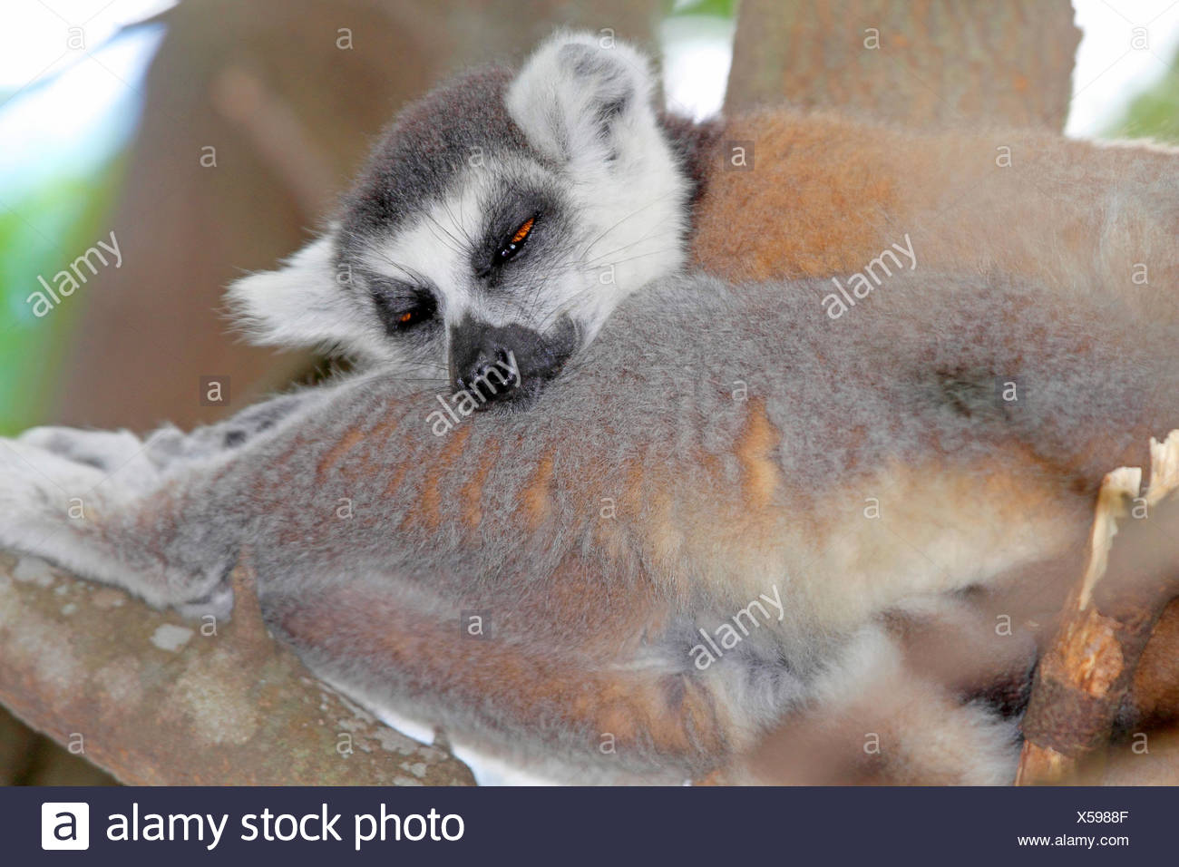 Sleeping Lemur High Resolution Stock Photography and Images - Alamy