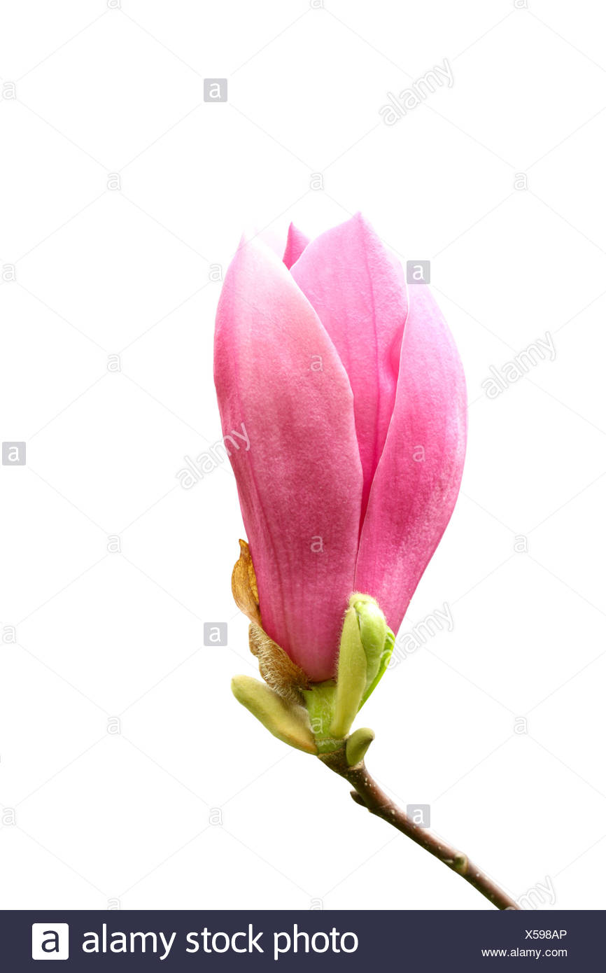 Red Magnolia High Resolution Stock Photography and Images - Alamy