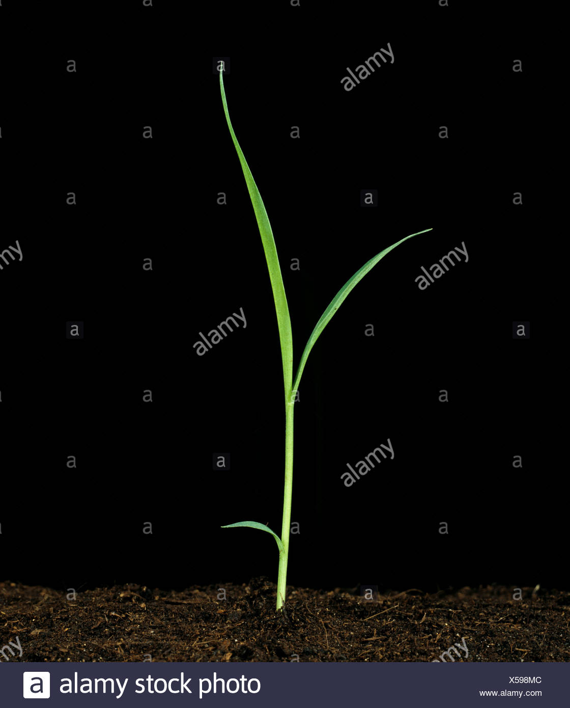 Foxtail Weed High Resolution Stock Photography and Images - Alamy