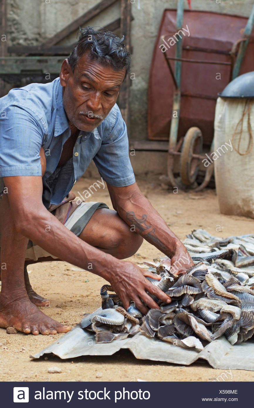 Gill Rakers High Resolution Stock Photography and Images - Alamy