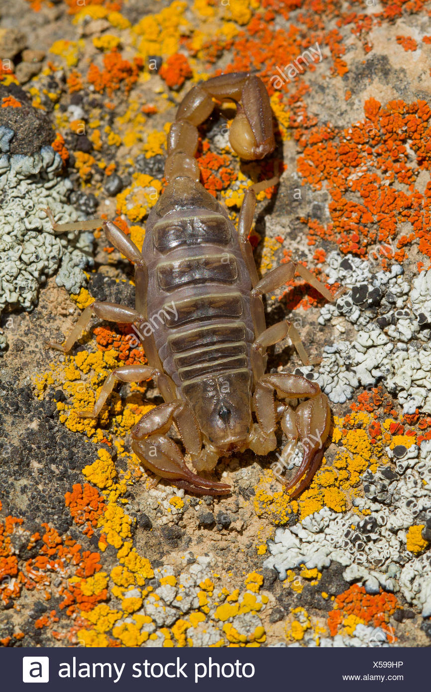 Paruroctonus High Resolution Stock Photography and Images - Alamy