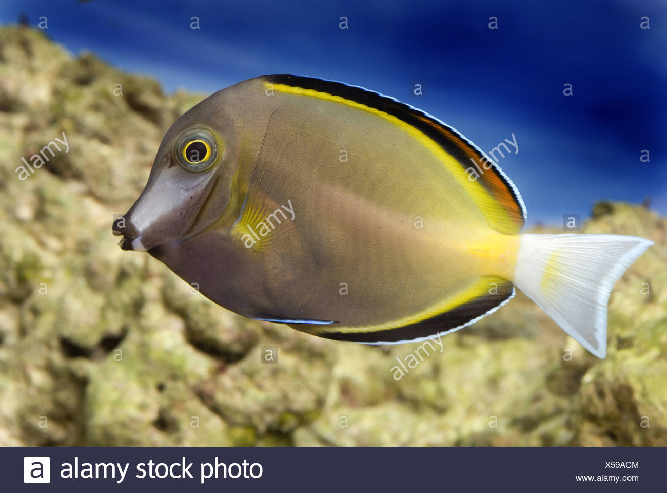 Japan Fishes High Resolution Stock Photography and Images - Alamy