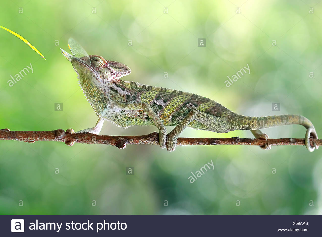 Feeding Chameleon Stock Photos & Feeding Chameleon Stock Images - Alamy