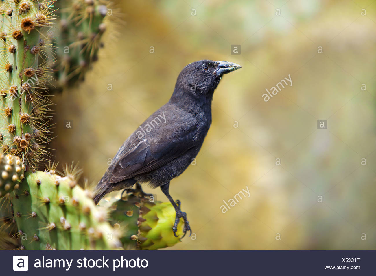 Galapagos Cactus Finch High Resolution Stock Photography and Images - Alamy