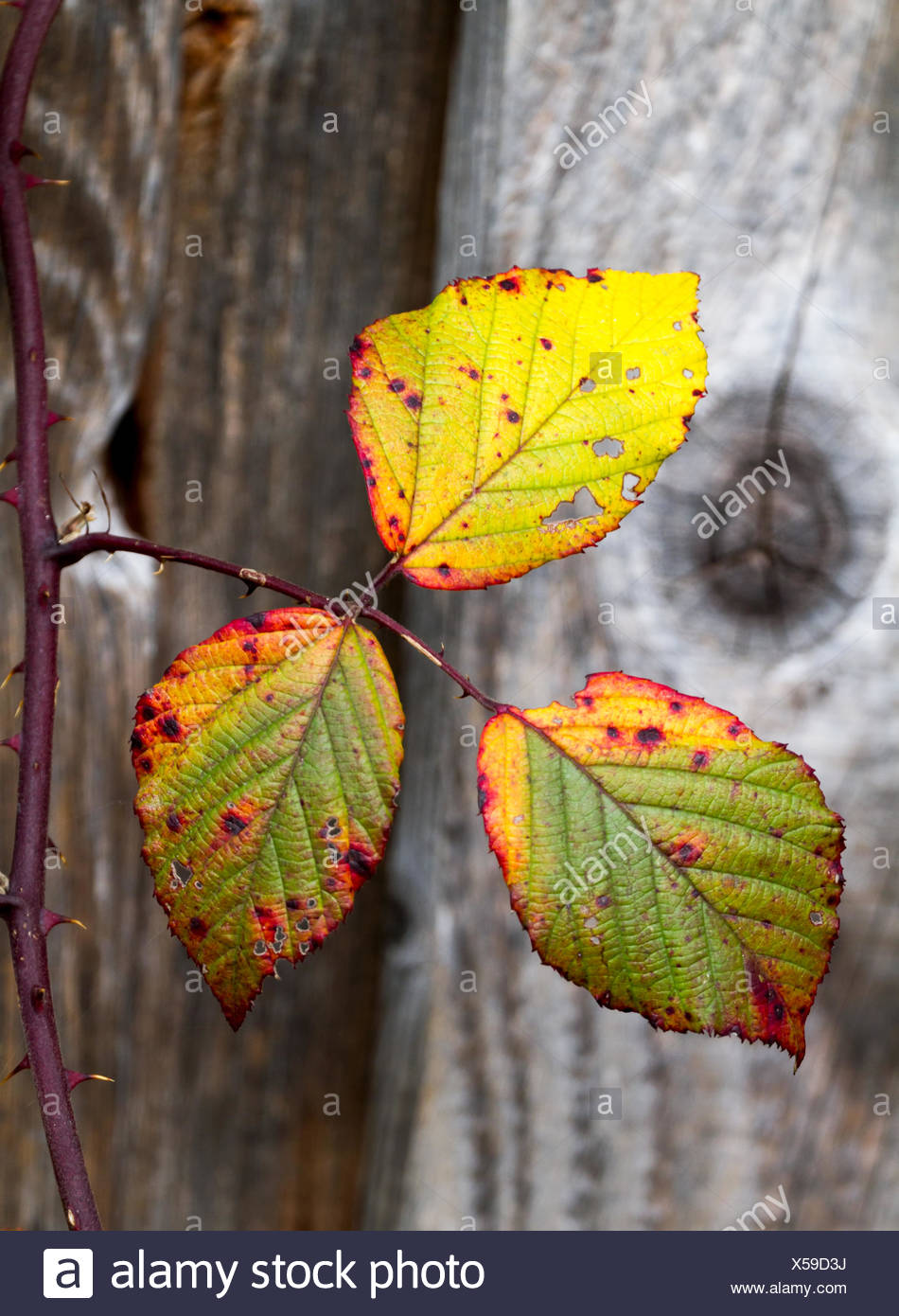 Brambles High Resolution Stock Photography and Images - Alamy
