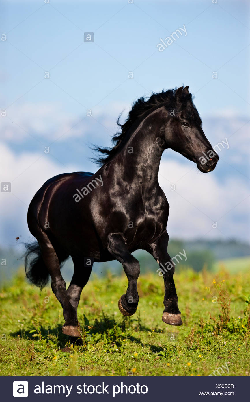 Friesian Horse Galloping Meadow High Resolution Stock Photography and ...