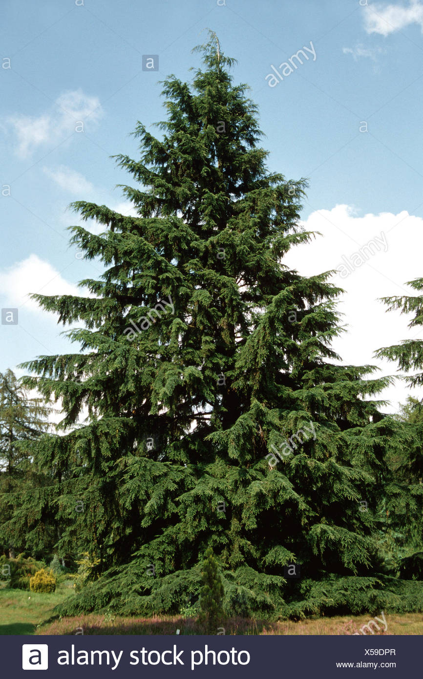 Eastern Hemlock Tree High Resolution Stock Photography and Images - Alamy