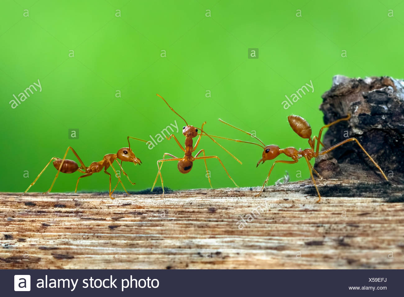 Three Insects High Resolution Stock Photography and Images - Alamy