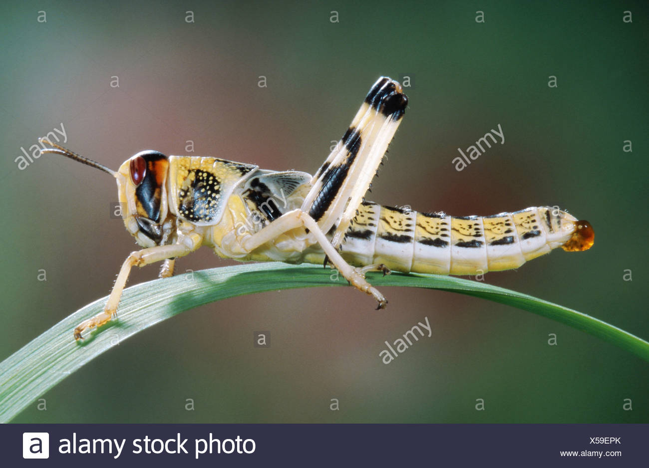 Desert Locusts Stock Photos & Desert Locusts Stock Images - Alamy