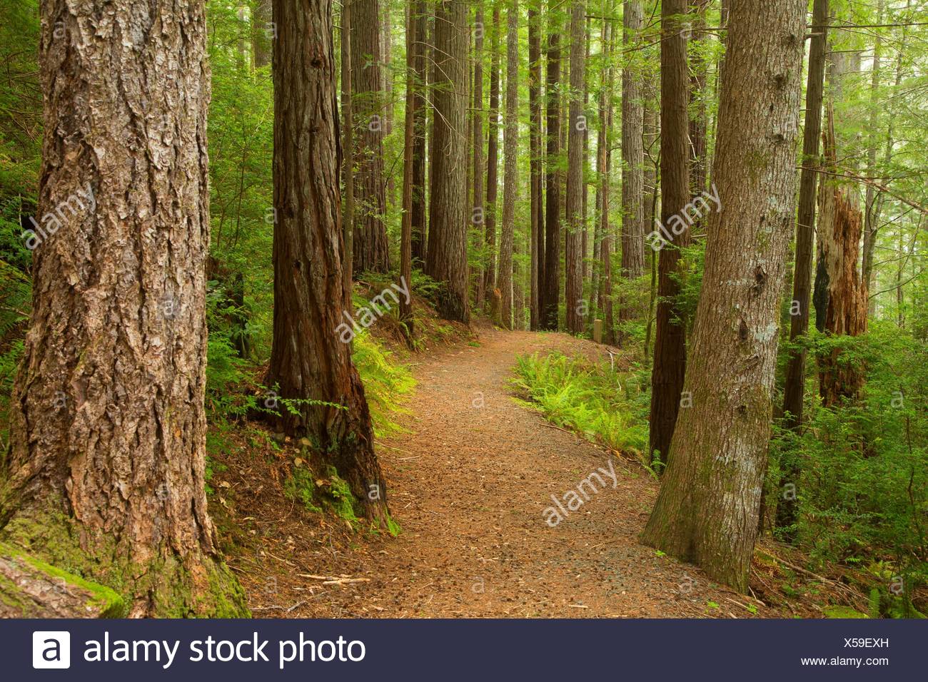 Coast Redwood Tree High Resolution Stock Photography and Images - Alamy