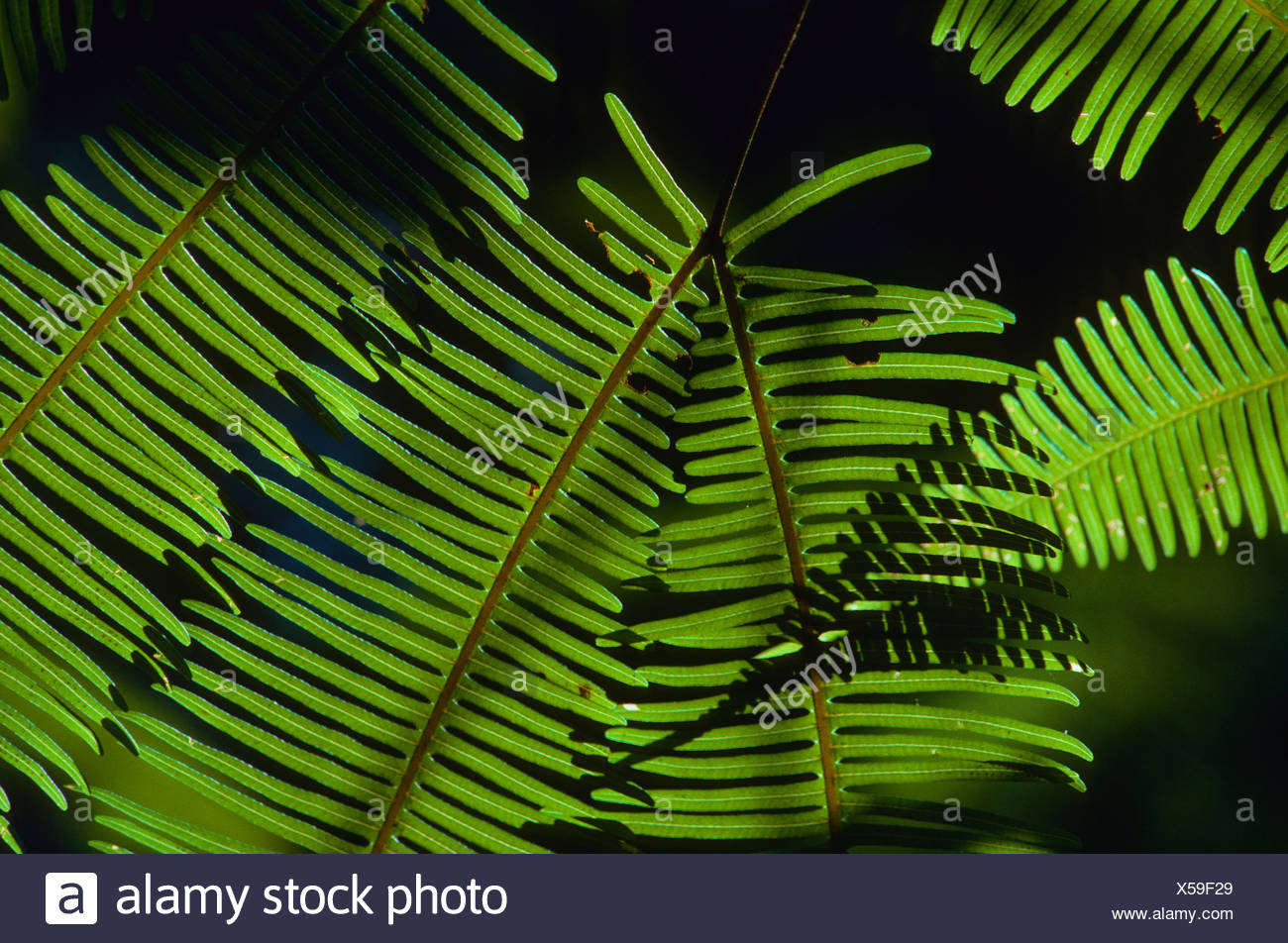 Gleichenia High Resolution Stock Photography and Images - Alamy