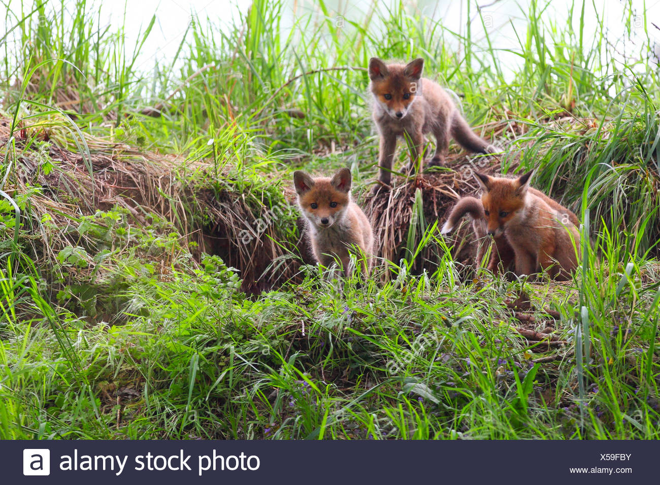 Foxes By Den High Resolution Stock Photography and Images - Alamy