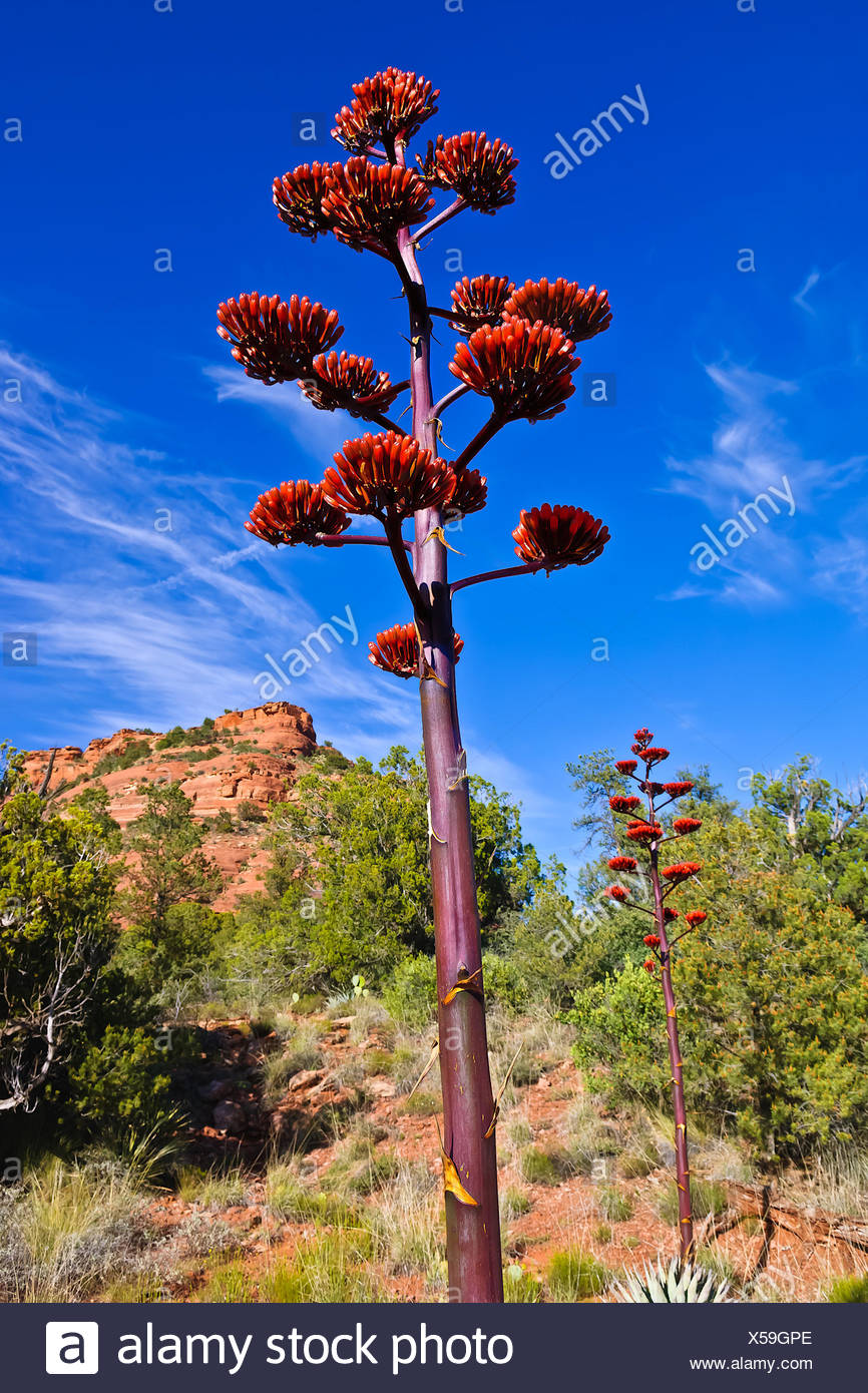 Agave In Blossom High Resolution Stock Photography and Images - Alamy
