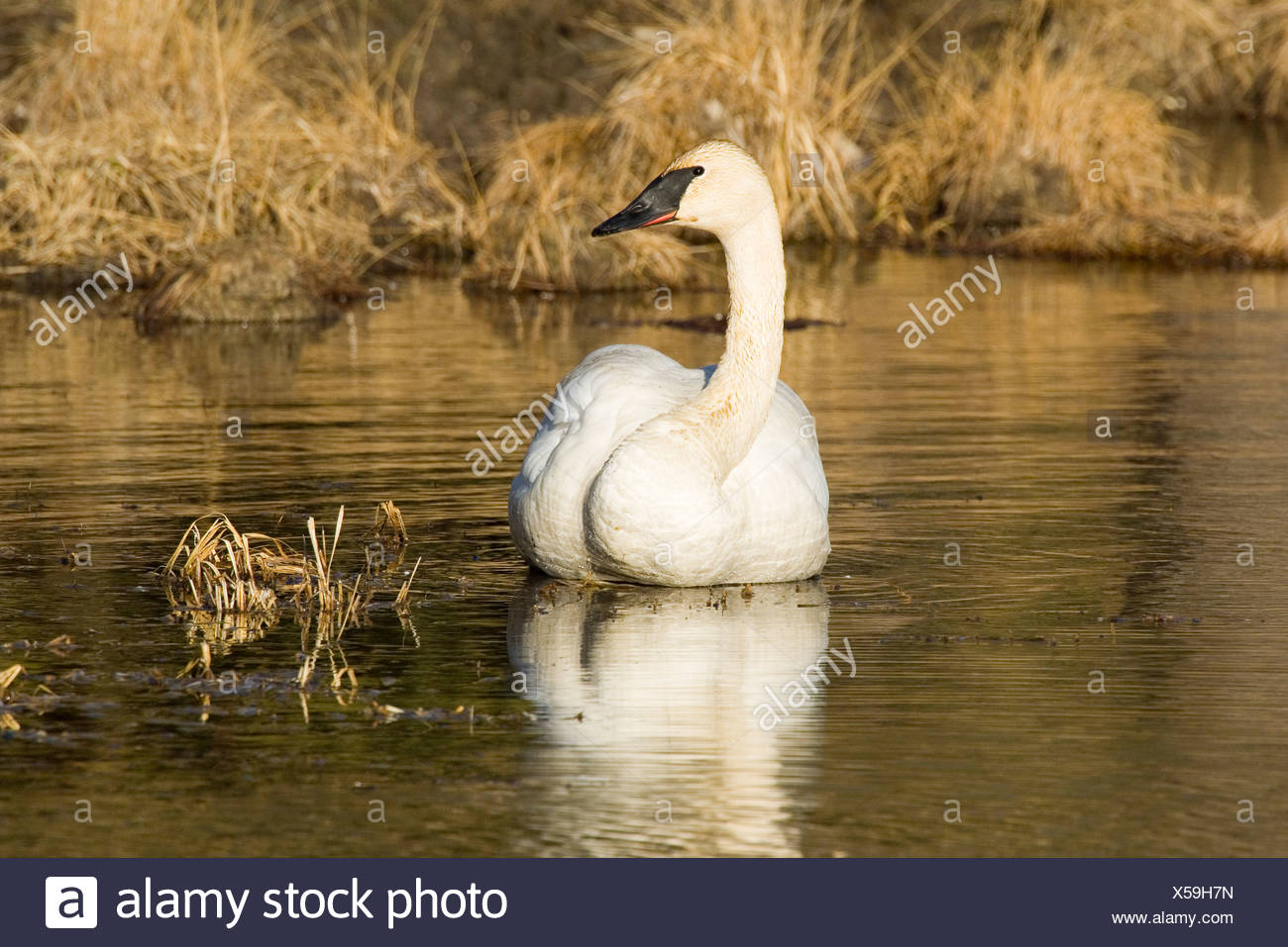 Nature Alberta Trumpeter Swan High Resolution Stock Photography and ...