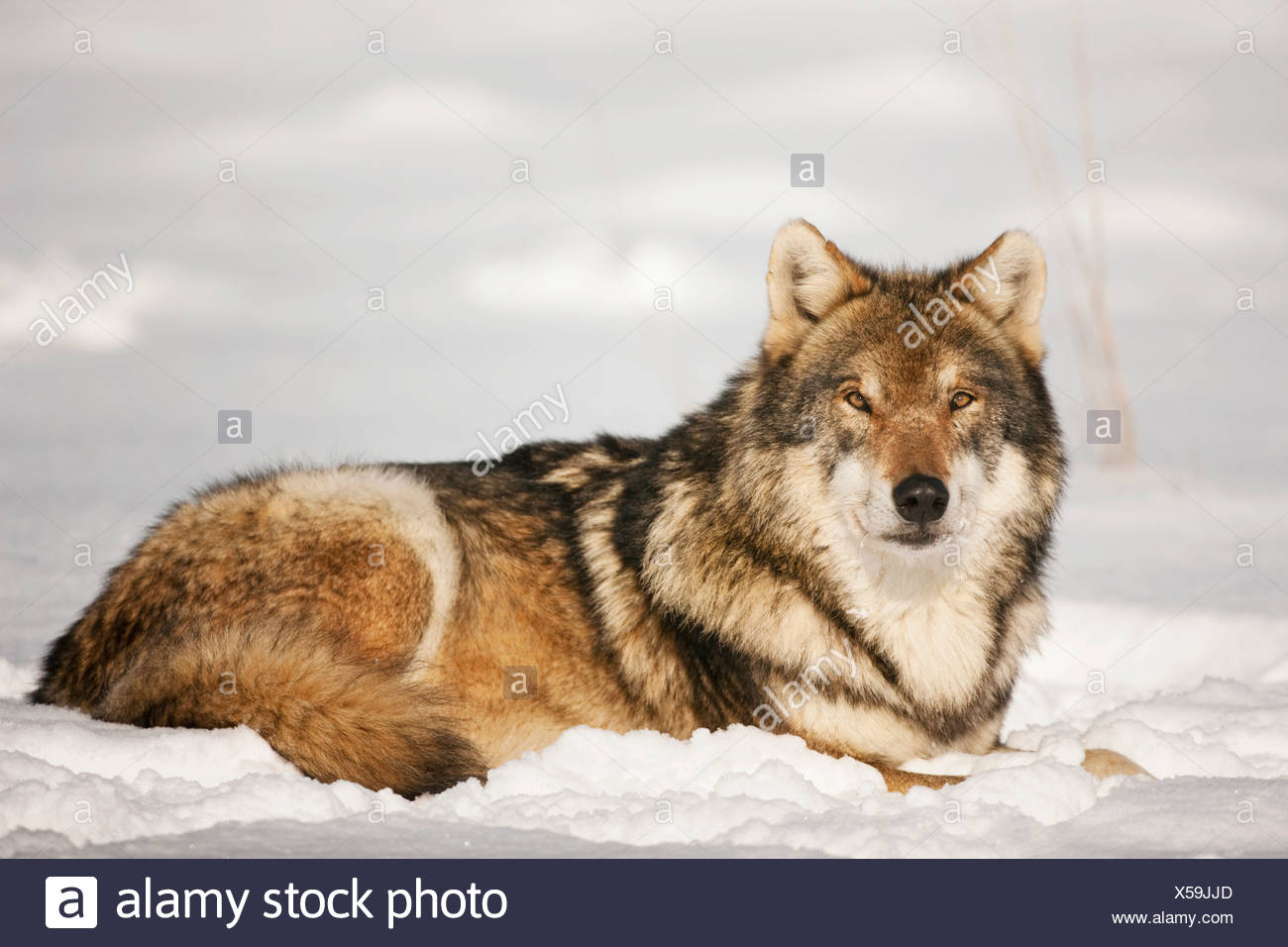 Wolf Sitting High Resolution Stock Photography and Images - Alamy