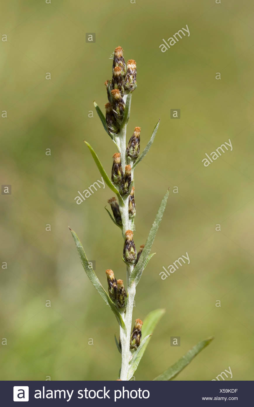 Woodland Cudweed Gnaphalium Stock Photos & Woodland Cudweed Gnaphalium ...
