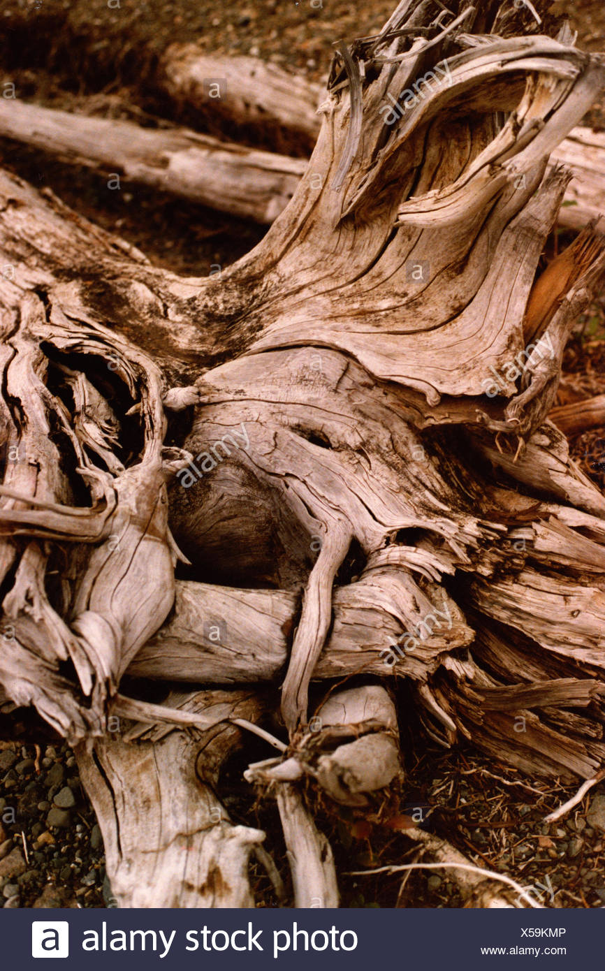 Gnarled Roots Stock Photos & Gnarled Roots Stock Images - Alamy