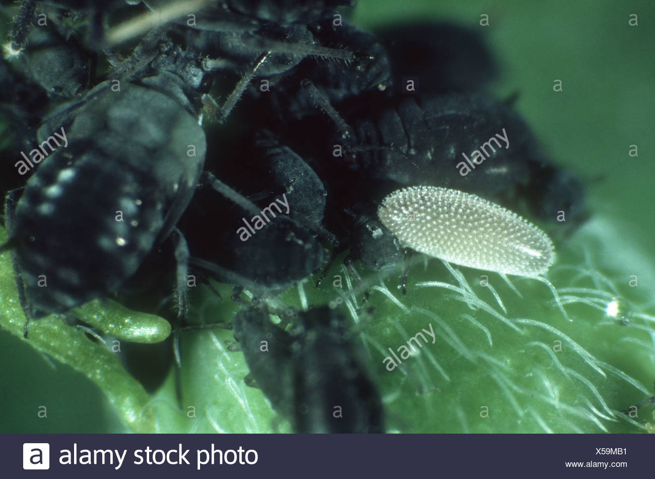 Hover Fly Egg High Resolution Stock Photography and Images - Alamy