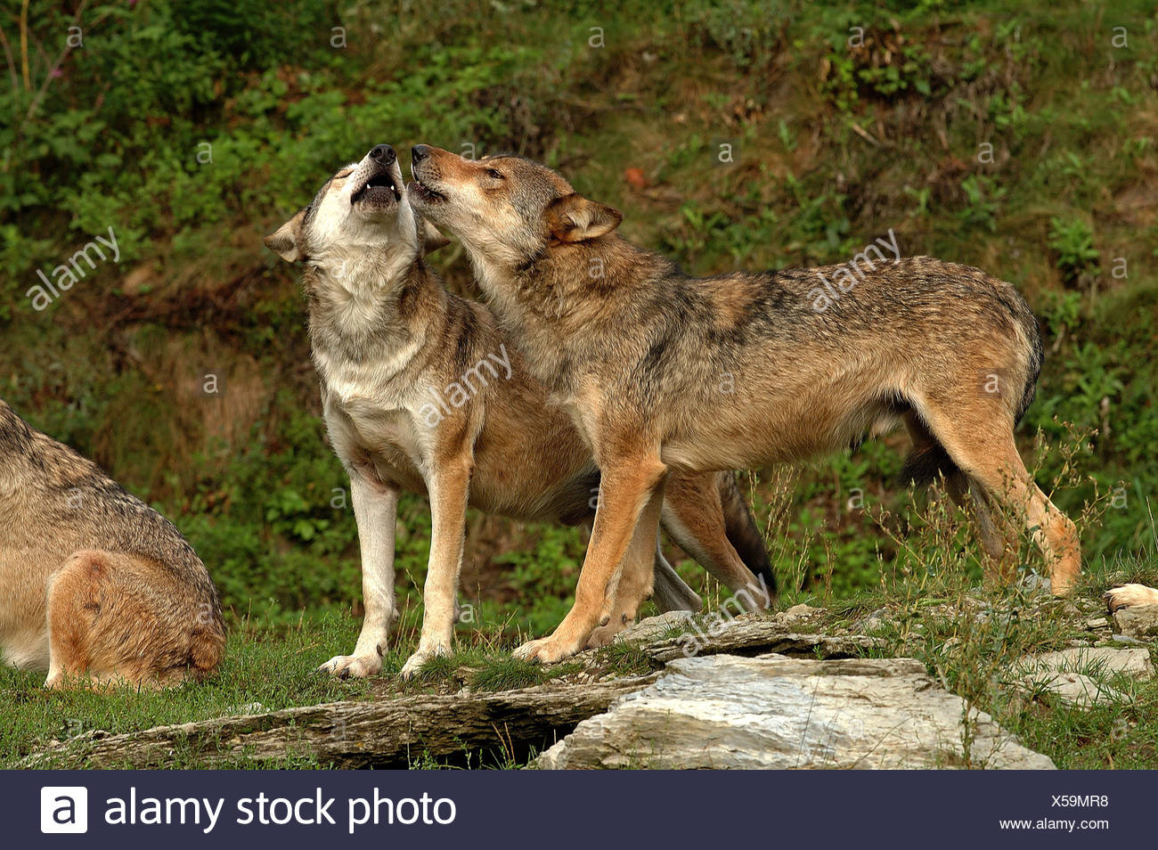Crying Wolf Stock Photos & Crying Wolf Stock Images - Alamy