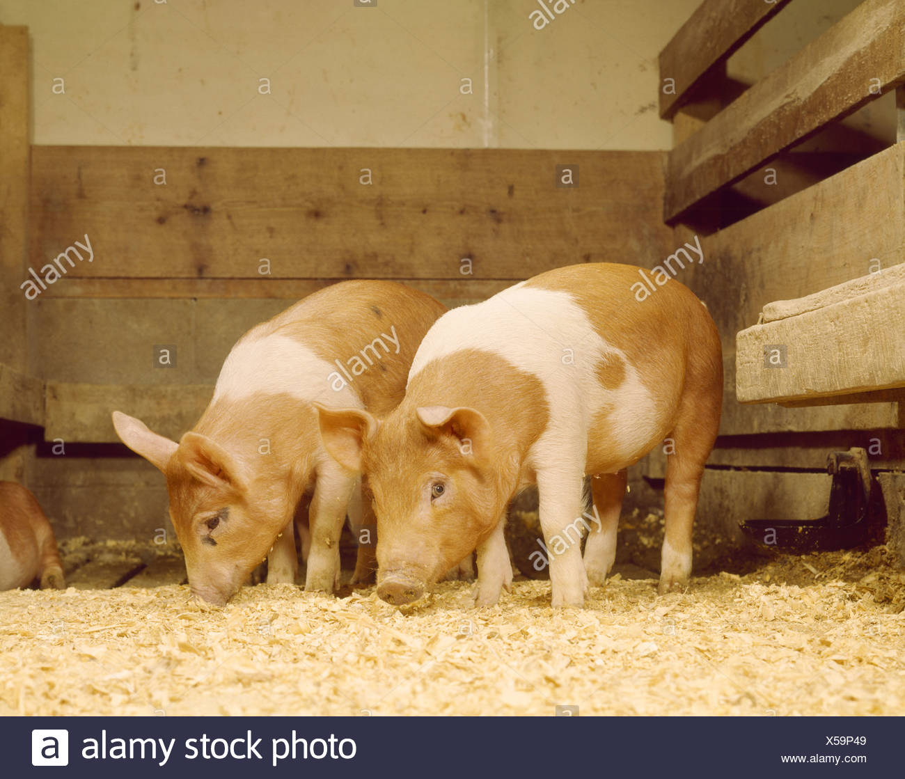 Crossbred Pigs High Resolution Stock Photography and Images - Alamy