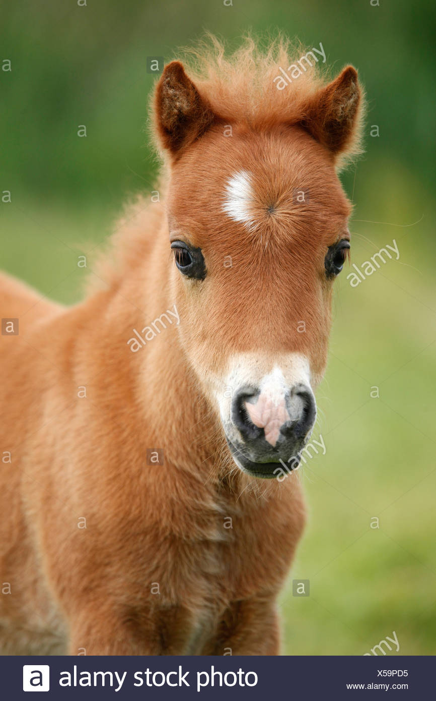 Miniature Shetland Pony Chestnut Foal Stock Photos & Miniature Shetland ...