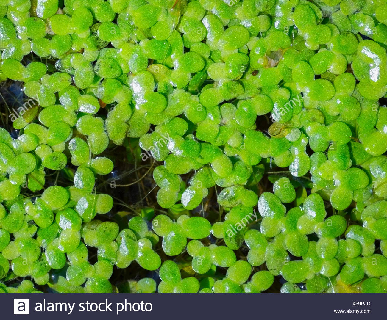Lesser Duckweed High Resolution Stock Photography and Images - Alamy