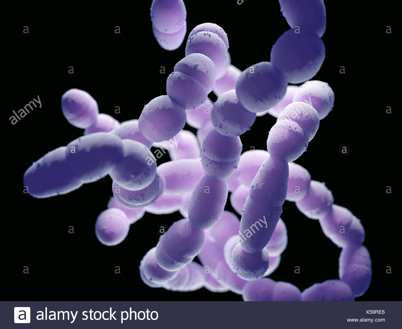 Streptococcus Pneumoniae Stock Photos & Streptococcus Pneumoniae Stock ...