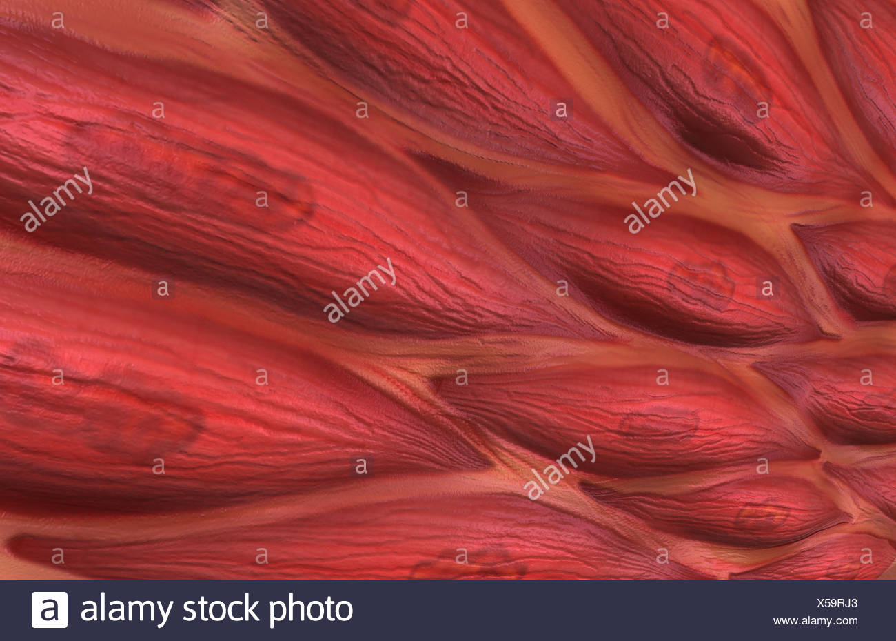 Muscle Tissue High Resolution Stock Photography and Images - Alamy
